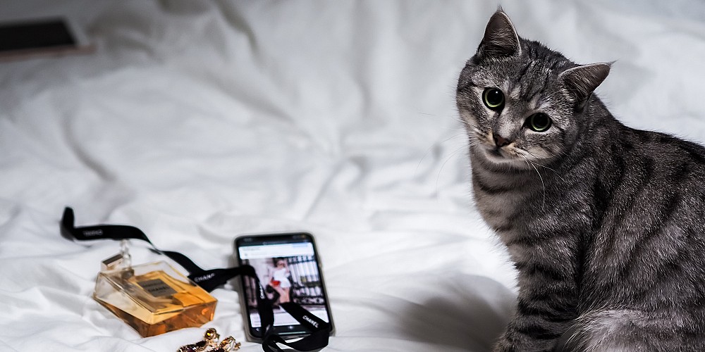 Enhance Your Cat's Style with Charming Chains - Cat Jew